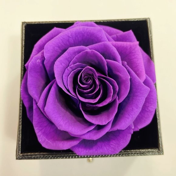 ilovesunset | Accessories | Purple Preserved Real Rose Will Last 35 ...